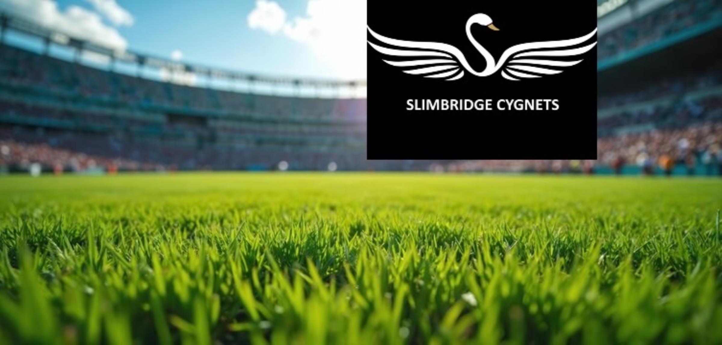 Slimbridge cygnets yfc