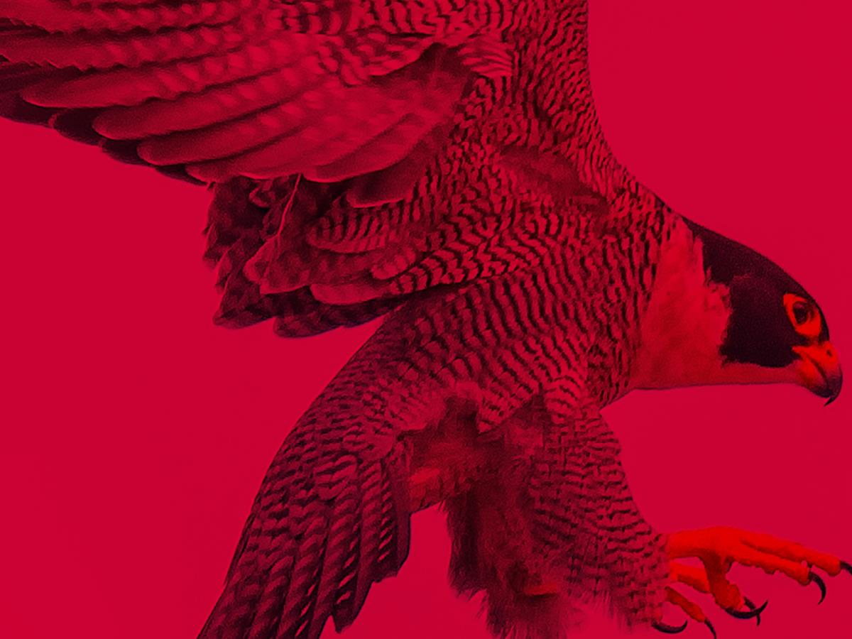 Welcome to the official website of Feering Falcons Youth Football Club ...